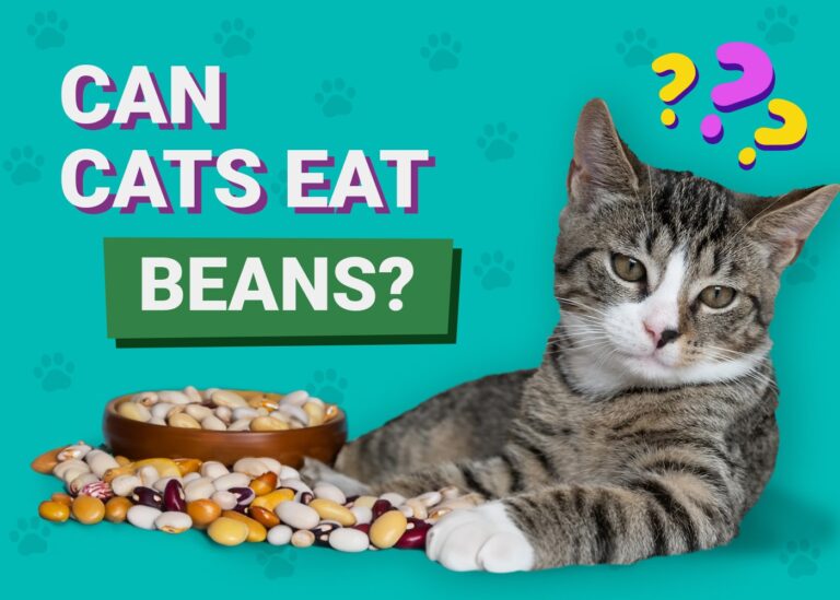 Can Cats Eat Beans? Vet-Reviewed Facts, Types & FAQ | The Vet Desk