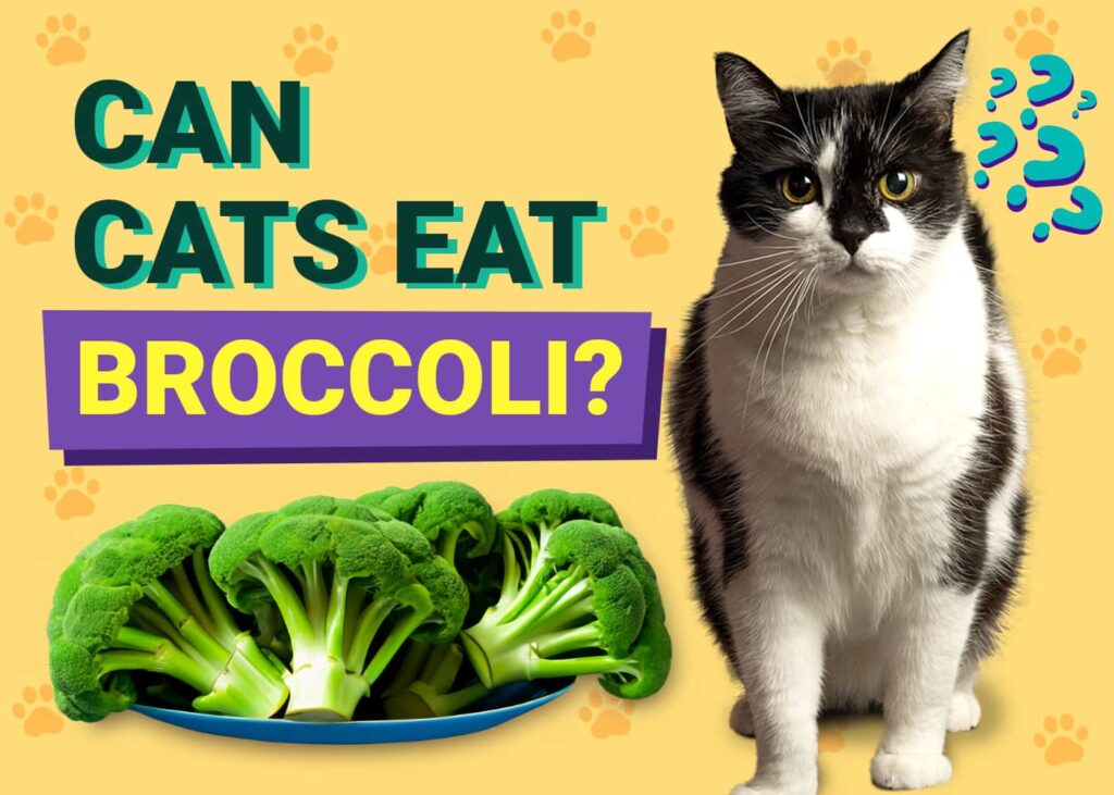 Can Cats Eat Broccoli? Vet-Approved Facts & FAQ | The Vet Desk