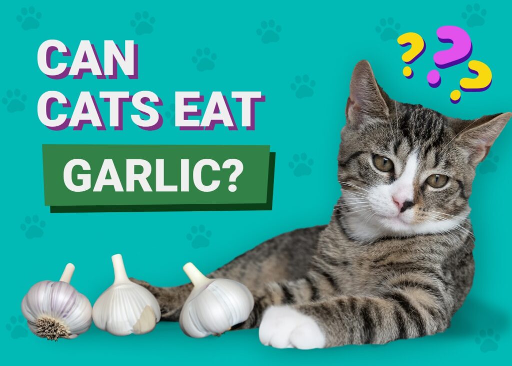 Can Cats Eat Garlic? Vet Approved Facts & Safety Guide | The Vet Desk
