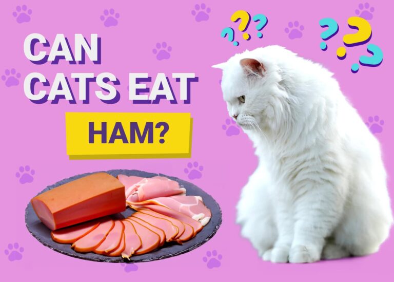 Can Cats Eat Ham? Vet-Reviewed Nutrition Facts, Types, & FAQ | The Vet Desk