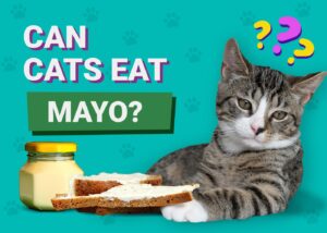 Can Cats Eat Mayo? Vet Reviewed Facts & Safety Guide | The Vet Desk