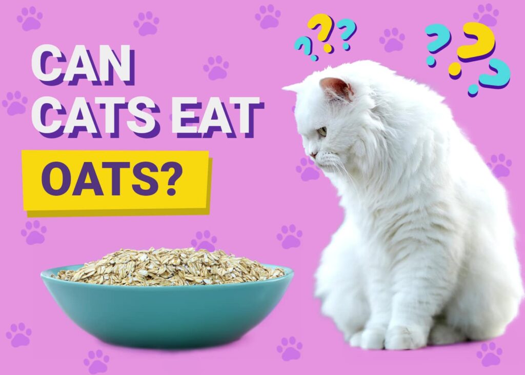 Can Cats Eat Oats? Vet-Verified Nutrition Facts | The Vet Desk