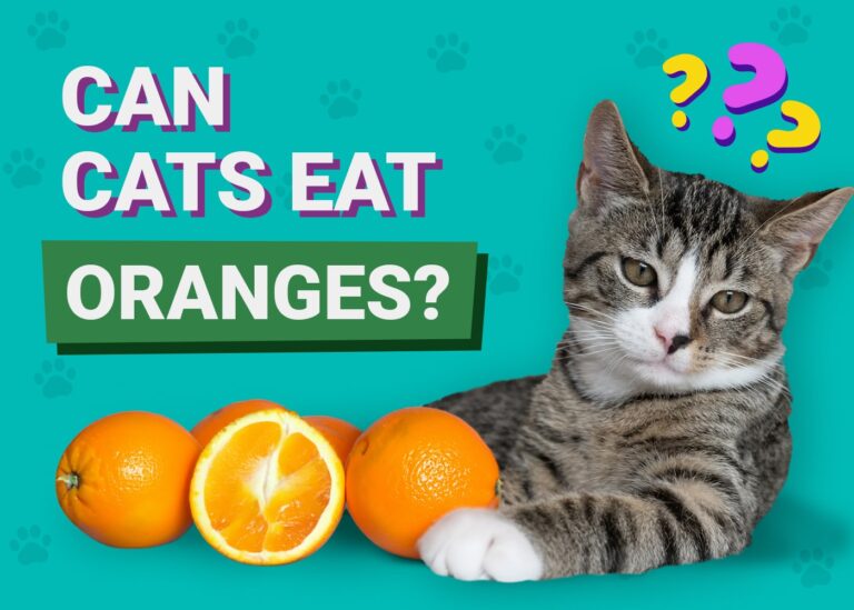 Can Cats Eat Oranges? Vet Reviewed Facts & FAQ | The Vet Desk