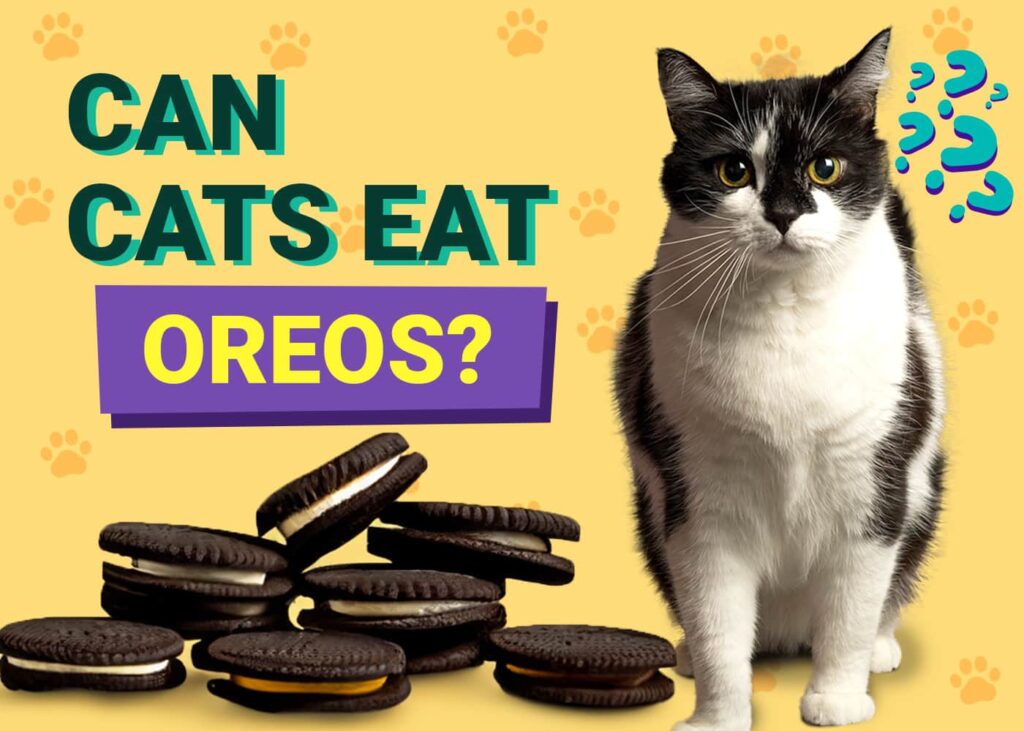 Can Cats Eat Oreos? Vet-Reviewed Facts & FAQ | The Vet Desk