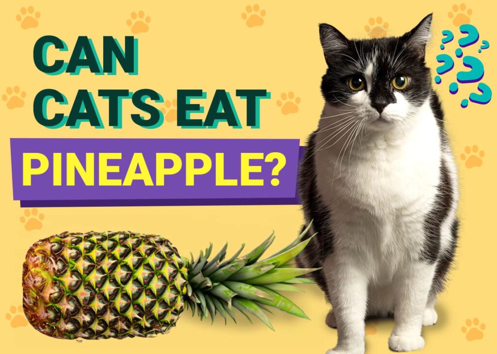 Can Cats Eat Pineapple? Vet-Reviewed Tips, Facts, & FAQ | The Vet Desk