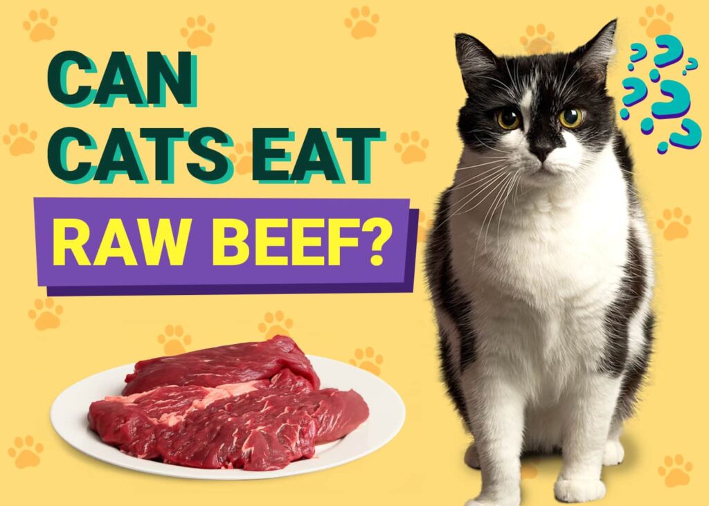 Can Cats Eat Raw Beef? Vet-Reviewed Facts & FAQ | The Vet Desk