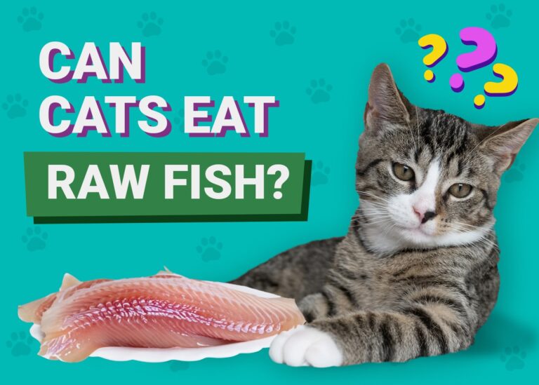 Can Cats Eat Raw Fish? Vet-Approved Facts & Safety Guide | The Vet Desk