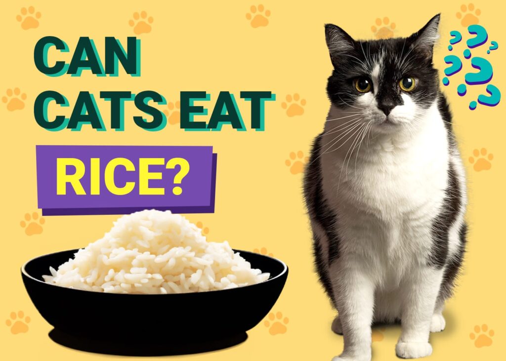 Can Cats Eat Rice? Vet Reviewed Tips & FAQ | The Vet Desk