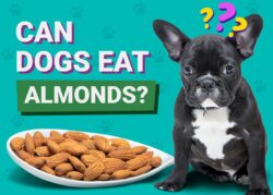 Can Dogs Eat Almonds? Vet-Approved Facts & FAQ | The Vet Desk