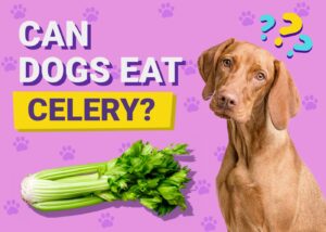 Can Dogs Eat Celery? Vet Approved Facts & FAQ | The Vet Desk