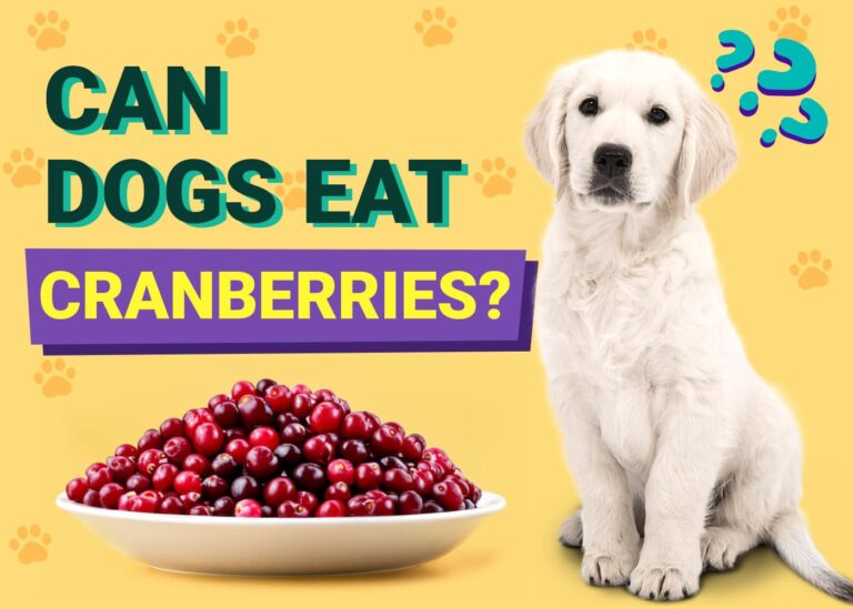 Can Dogs Eat Cranberries? Vet Approved Facts & FAQ | The Vet Desk