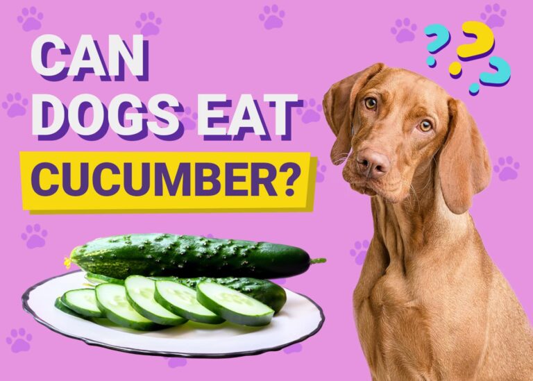 Can Dogs Eat Cucumber? Vet-Reviewed Nutrition Facts & FAQ | The Vet Desk