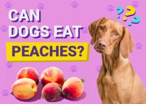 Can Dogs Eat Peaches? Vet- Approved Facts & FAQ | The Vet Desk