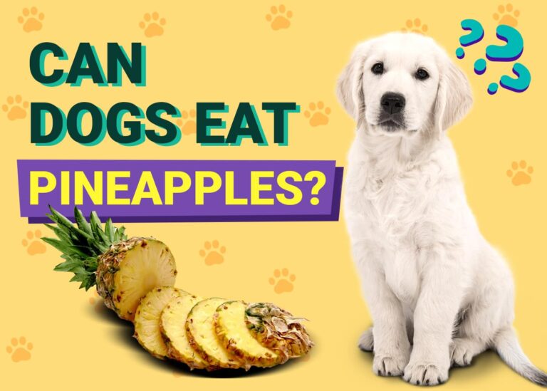 Can Dogs Eat Pineapples? Vet-Reviewed Nutrition Facts & FAQ | The Vet Desk