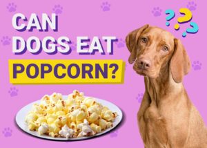 Can Dogs Eat Popcorn? Vet-Reviewed Facts & FAQ | The Vet Desk