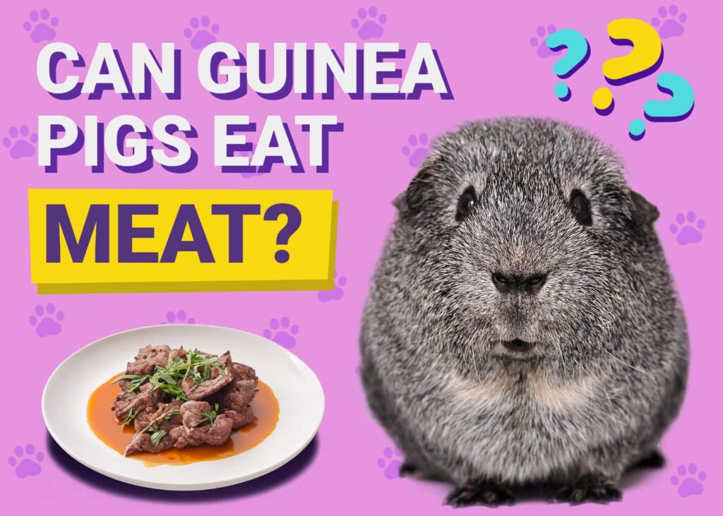 Can Guinea Pigs Eat Meat? Vet-Reviewed Facts & FAQ | The Vet Desk