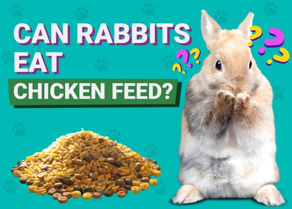 Can Rabbits Eat Chicken Feed? Vet-Reviewed Facts & FAQ | The Vet Desk