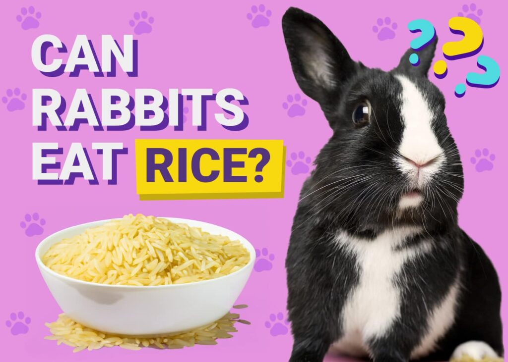 Can Rabbits Eat Rice? Vet Reviewed Facts & FAQ | The Vet Desk