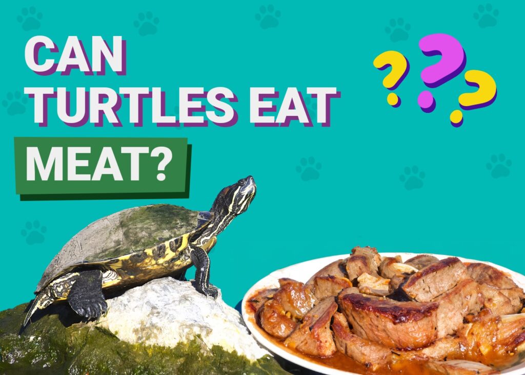 Can Turtles Eat Meat? Our Vet Answers | The Vet Desk