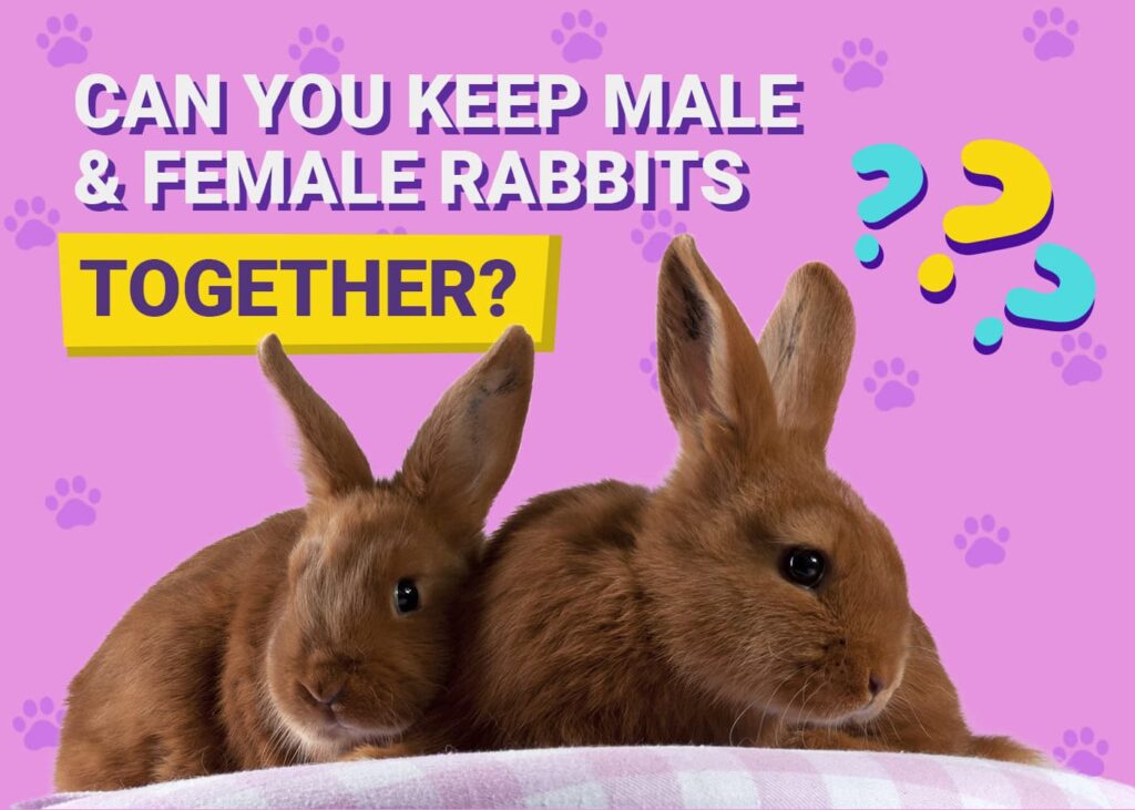 Can You Keep Male & Female Rabbits Together: Vet-Reviewed Facts & FAQ ...