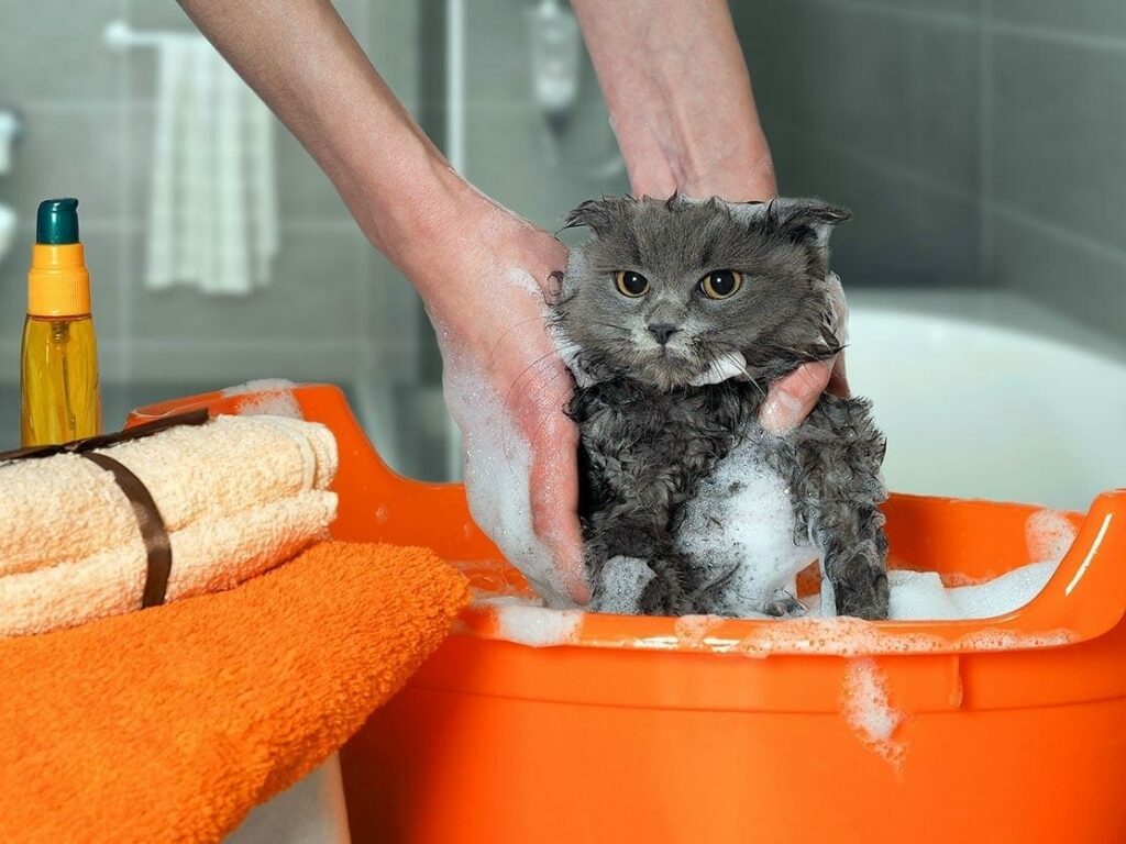 How Often Should You Bathe a Cat? Vet Reviewed Facts & FAQ | The Vet Desk