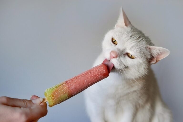 Can Cats Taste Sweetness? Vet-Reviewed Facts | The Vet Desk
