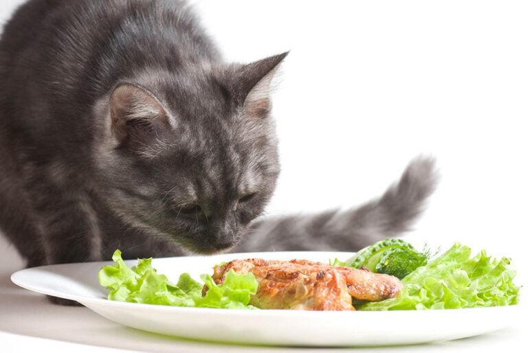 12 Foods High in Potassium for Cats: Vet-Reviewed Advice & FAQ | The ...
