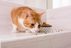 Why Does My Cat Take Food Out of Their Bowl to Eat? 4 Possible Reasons ...