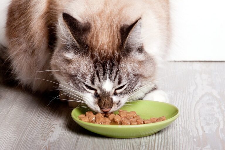 9 Best Natural & Organic Cat Foods in 2026 – Reviews & Top Picks | The ...
