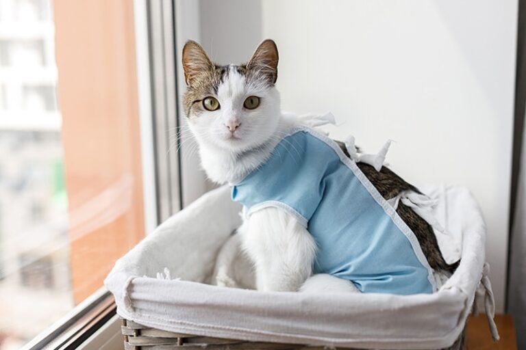 Average Cost to Spay or Neuter a Cat in Canada: 2026 Price Guide (Vet ...