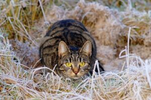 Why Do Cats Wiggle Before They Pounce? Vet-Reviewed Feline Behavior ...