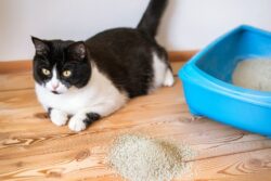 Cat Scratching Litter Box Excessively? 6 Reasons Why & How to Help ...