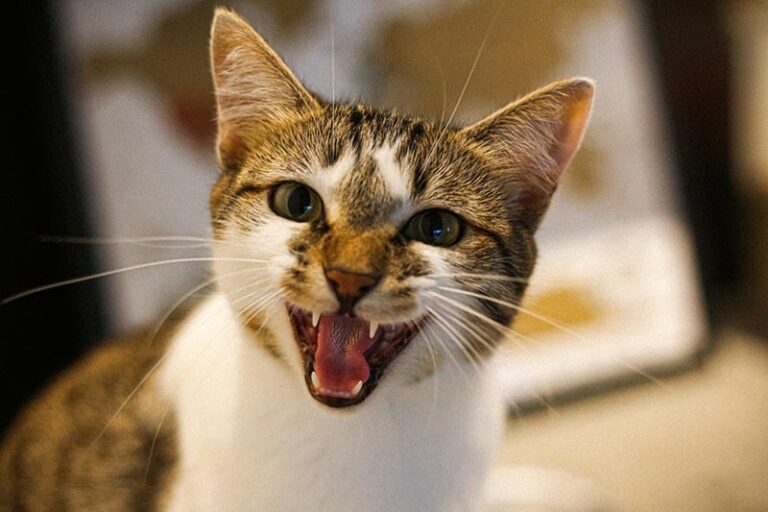 Why Does My Cat Cry in the Morning? 6 Vet-Verified Reasons & What to Do ...