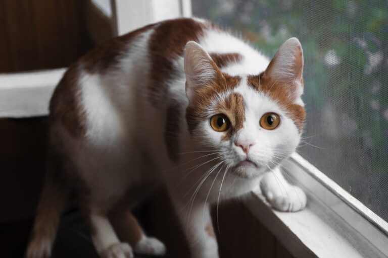 How to Keep Cats From Climbing Window Screens (5 Vet-Reviewed Methods ...