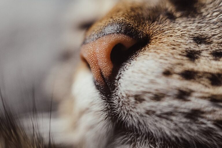 How Good Is a Cat's Sense of Smell? Facts & Comparisons | The Vet Desk