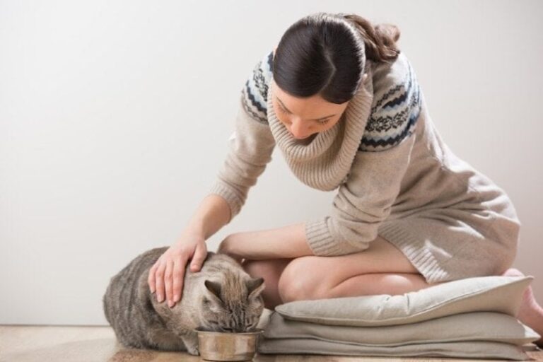 How to Foster a Cat: Vet-Approved Guide & Tips | The Vet Desk