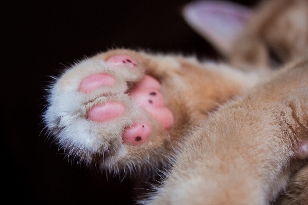 9 Fascinating Facts About Cat “Toe Beans” That Will Surprise You | The ...