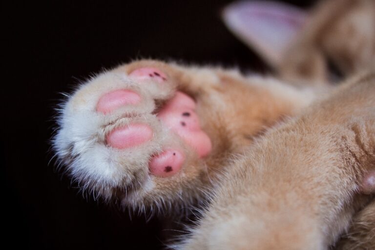 9 Fascinating Facts About Cat “Toe Beans” That Will Surprise You | The ...