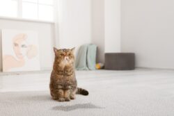 Cat Peeing Everywhere All of a Sudden? 7 Possible Reasons Why | The Vet ...