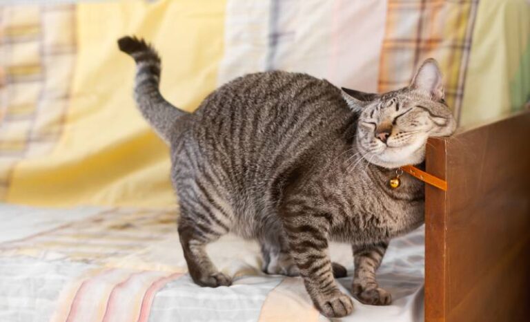 Why Is My Cat Kneading Me and Purring? 10 Vet Approved Reasons | The ...