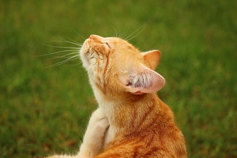 9 Common Cat Allergies: Vet-Reviewed Signs & Treatment Options | The ...