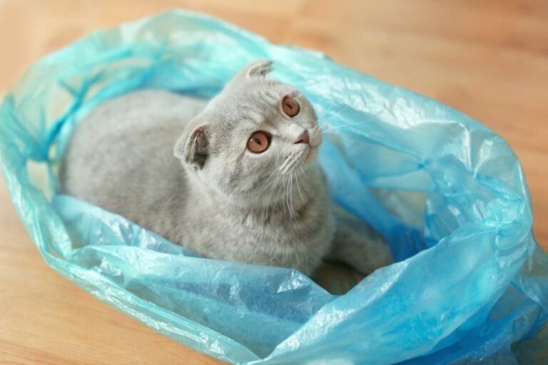Why Do Cats Like to Sit on Plastic Bags So Much? Vet-Reviewed Facts ...