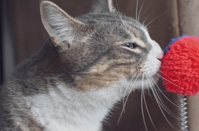 11 Smells That Cats Love & Some They Don't! (Vet Reviewed) | The Vet Desk