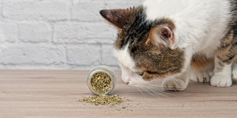 Why Do Some Cats Not React to Catnip? What Science Has to Say (Vet ...