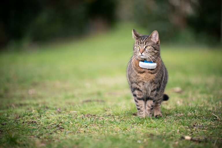 5 Best GPS Cat Trackers in 2026: Reviews & Top Picks | The Vet Desk
