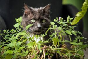 What Scents Help Cats Calm Down? 7 Soothing Smells | The Vet Desk