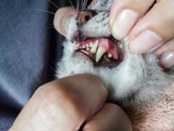 Periodontitis in Cats: Signs, Causes, and Treatments | The Vet Desk