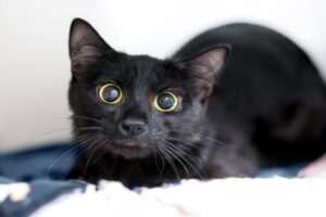 Why Are My Cat's Eyes Dilated? Vet-Verified Causes & When to Worry ...
