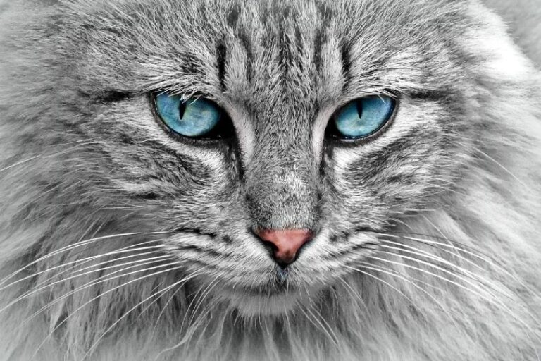 Are Cats Color Blind Like Dogs? Vet-Approved Facts & FAQ | The Vet Desk