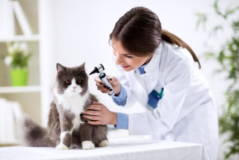 Ear Cancer in Cats: Causes, Signs & Treatments (Vet Answer) | The Vet Desk